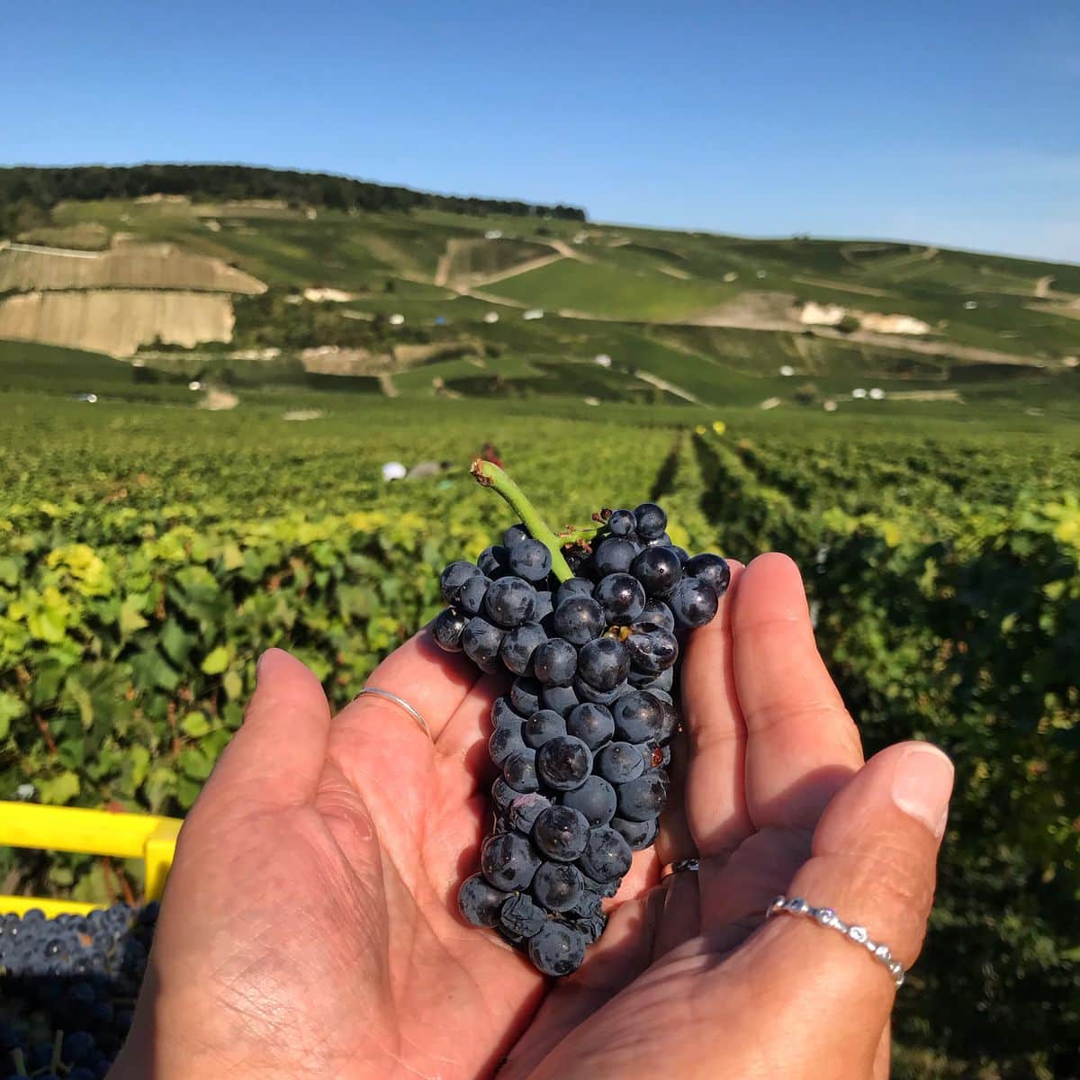 Champagne getaway in private in the vineyard of Aÿ-Champagne